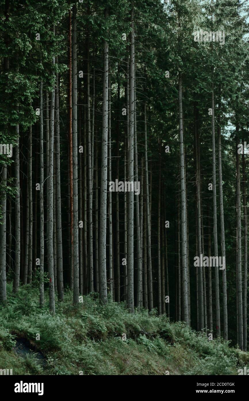 Vertical shot tall trees hi-res stock photography and images - Alamy
