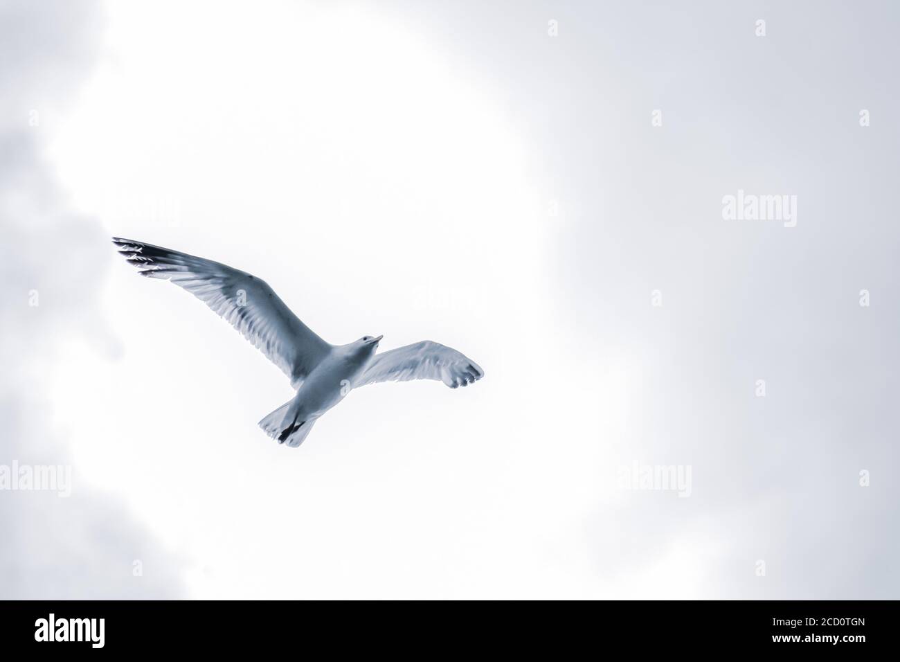 Low angle shot of a flying gull bird with its wings spread wide Stock ...