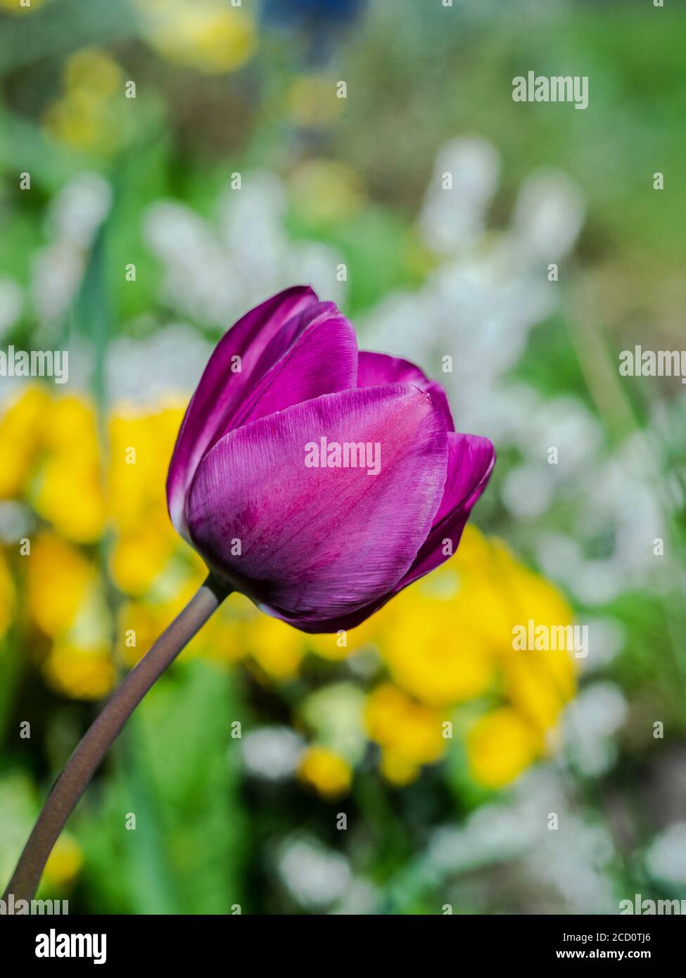 Side profile of leaning purple tulip Stock Photo - Alamy
