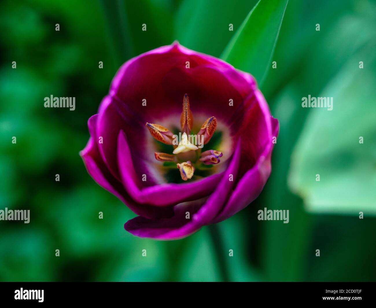 Inside of a tulip hi-res stock photography and images - Alamy