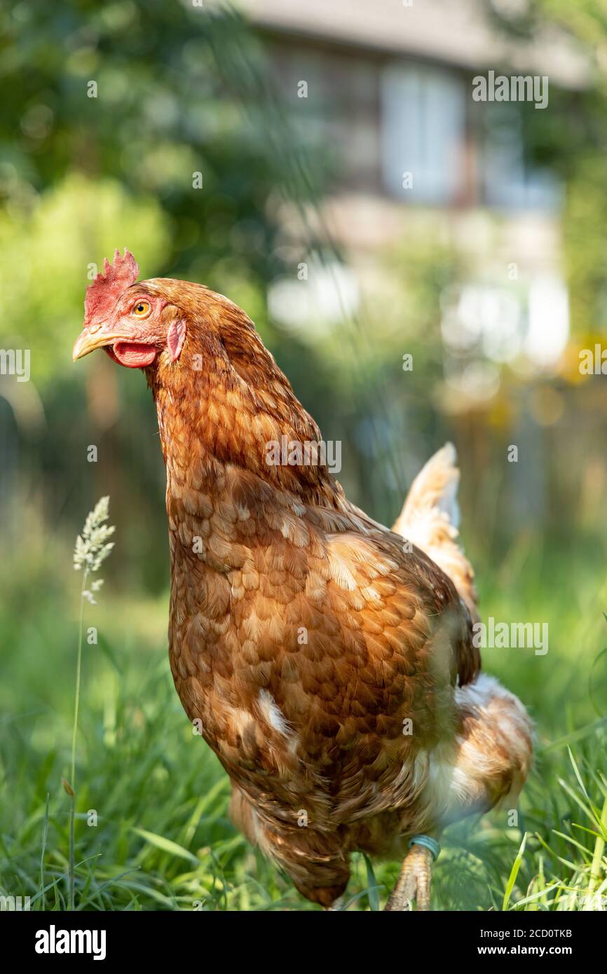 Free range organic chickens poultry in a country farm, germany Stock ...