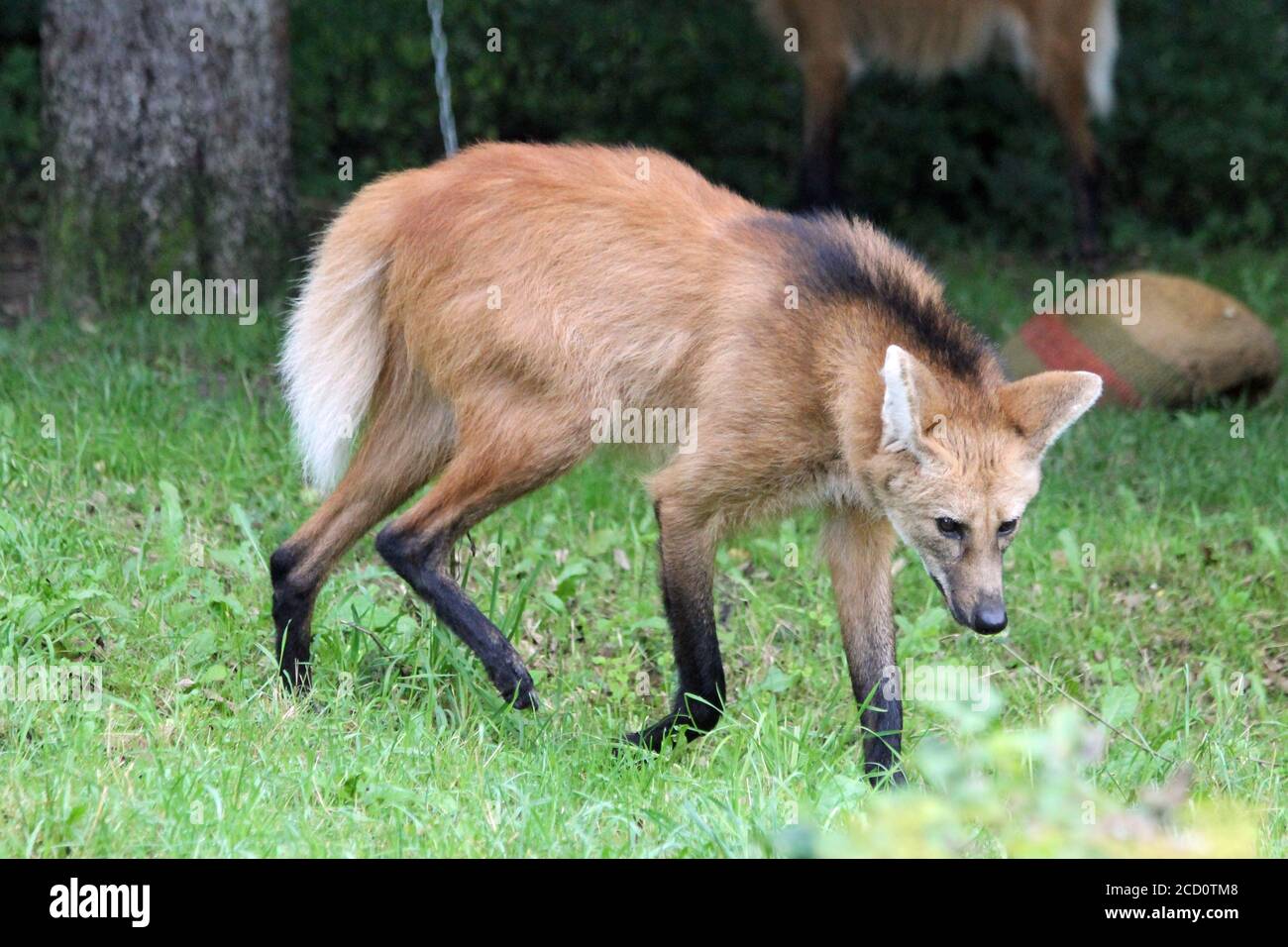 Mahnenwolf hi-res stock photography and images - Alamy