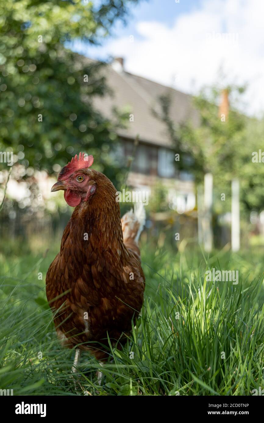 Free range organic chickens poultry in a country farm, germany Stock ...