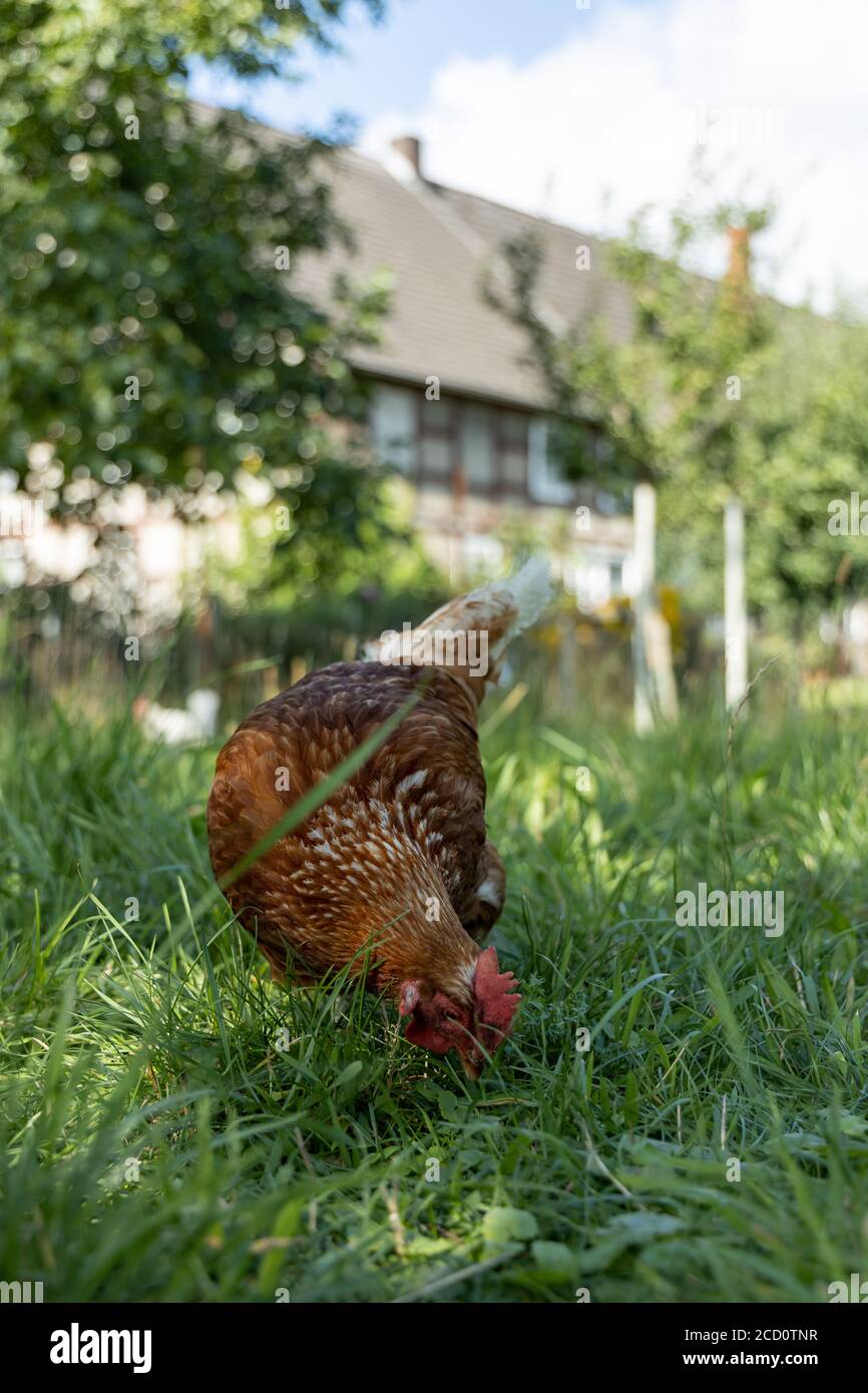 Free range organic chickens poultry in a country farm, germany Stock ...