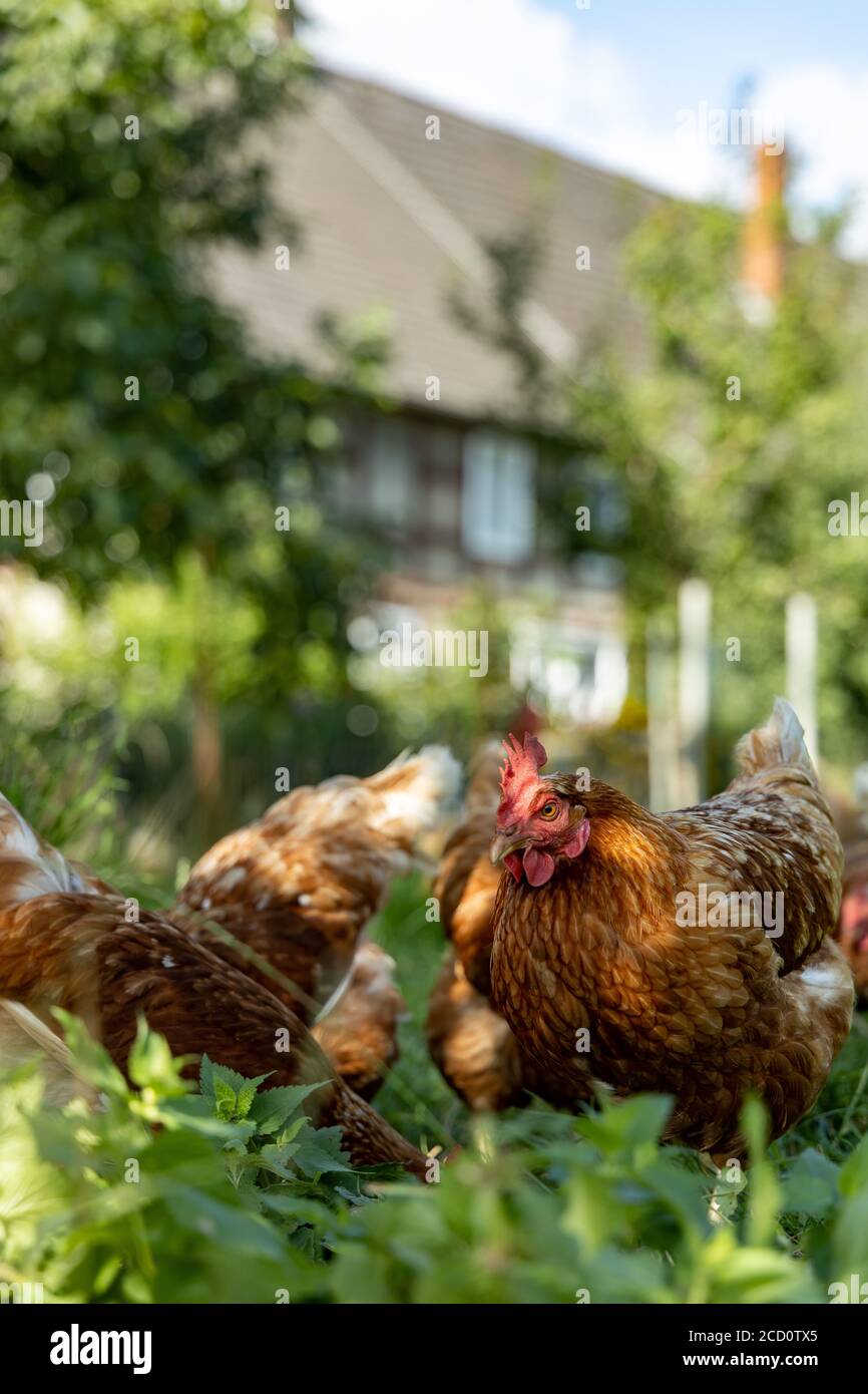 Free range organic chickens poultry in a country farm, germany Stock ...