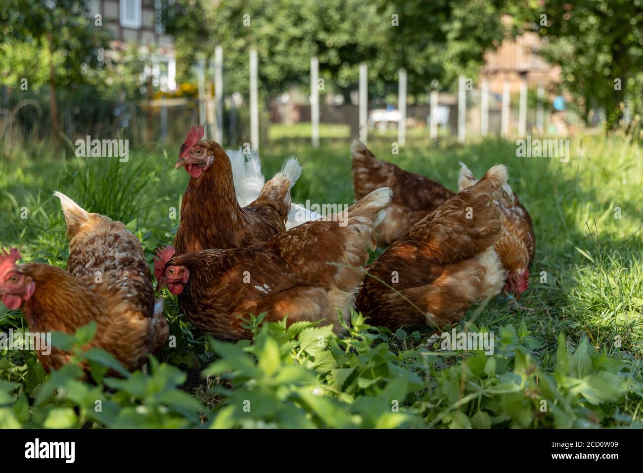 Free range organic chickens poultry in a country farm, germany Stock ...