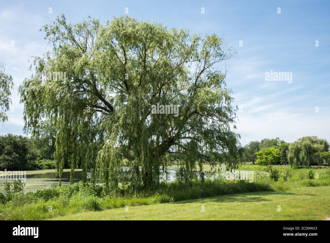 Illinois native plants hi-res stock photography and images - Alamy