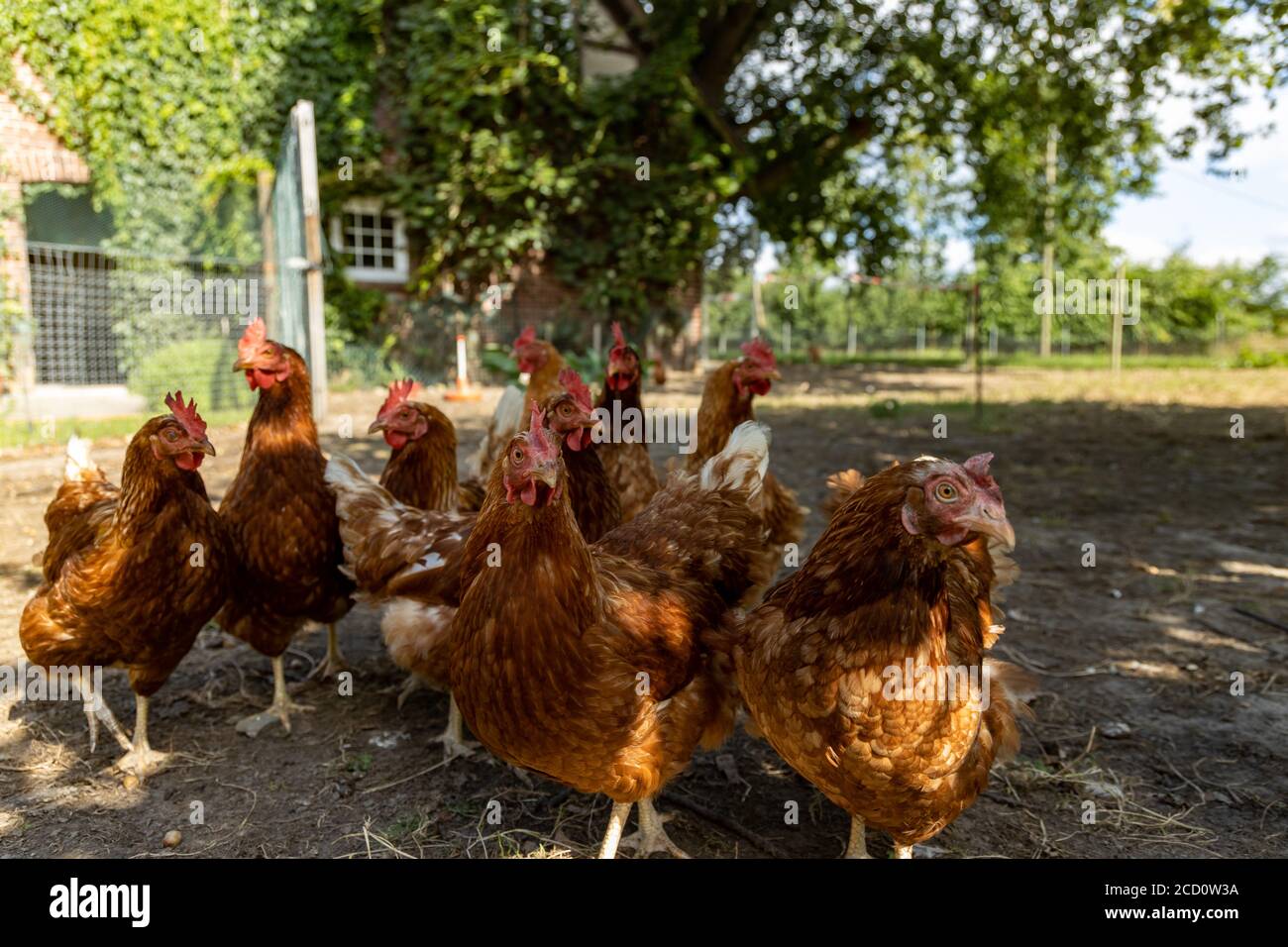 Free range organic chickens poultry in a country farm, germany Stock ...