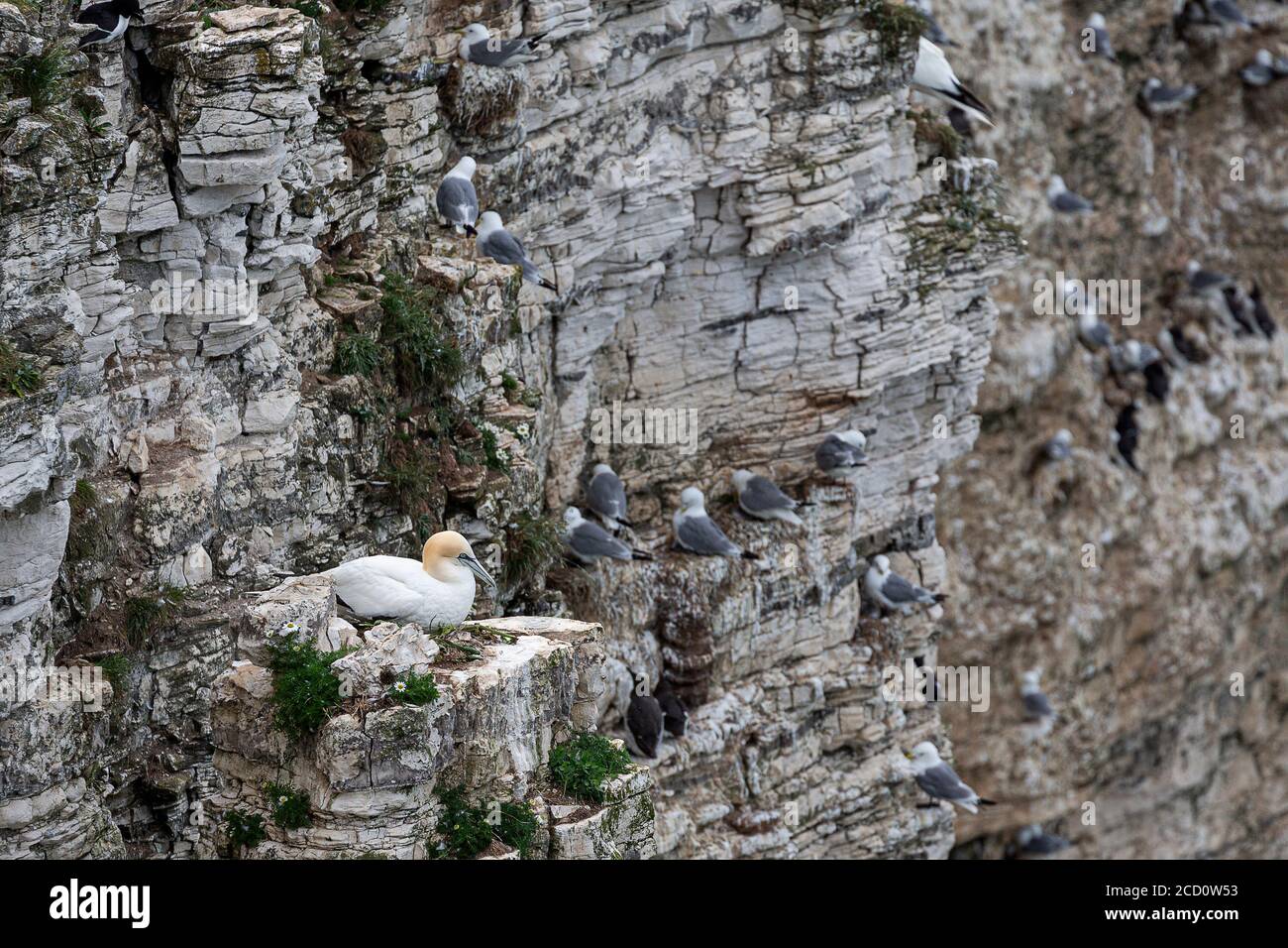 Bempton cliffs visitor centre hi-res stock photography and images - Alamy