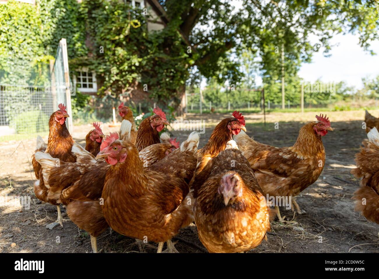 Free range organic chickens poultry in a country farm, germany Stock ...