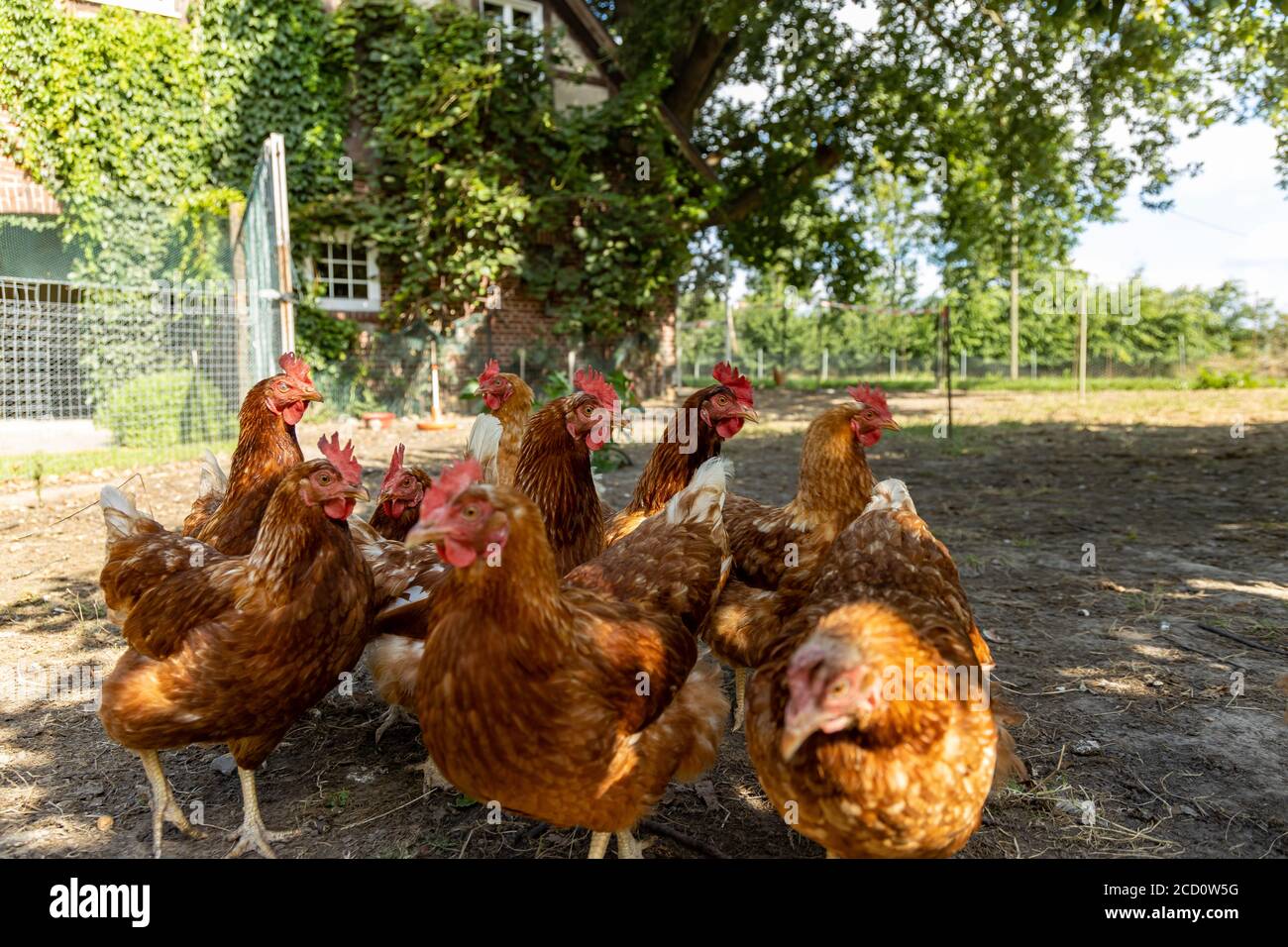 Free range organic chickens poultry in a country farm, germany Stock ...