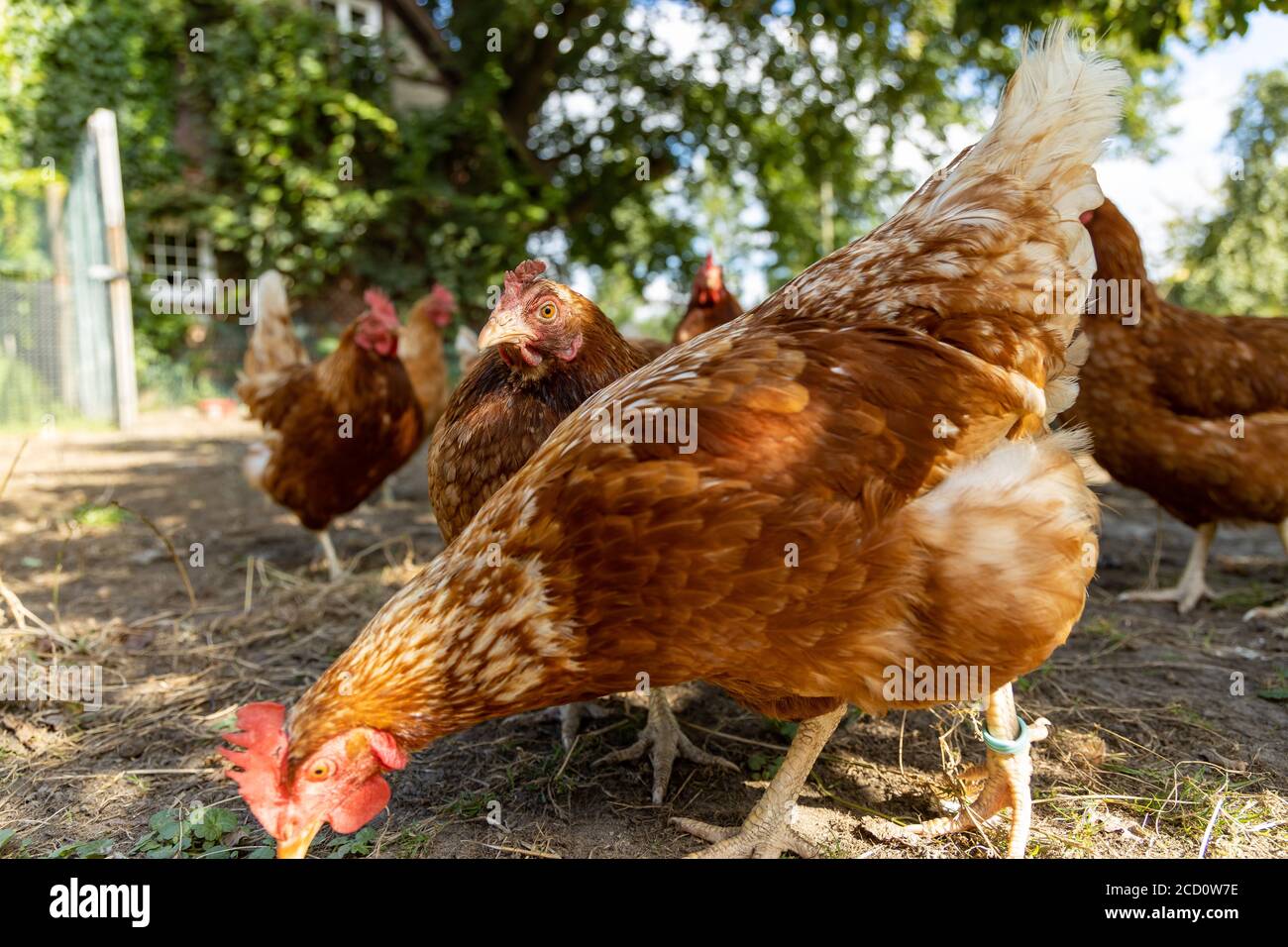 Free range organic chickens poultry in a country farm, germany Stock ...
