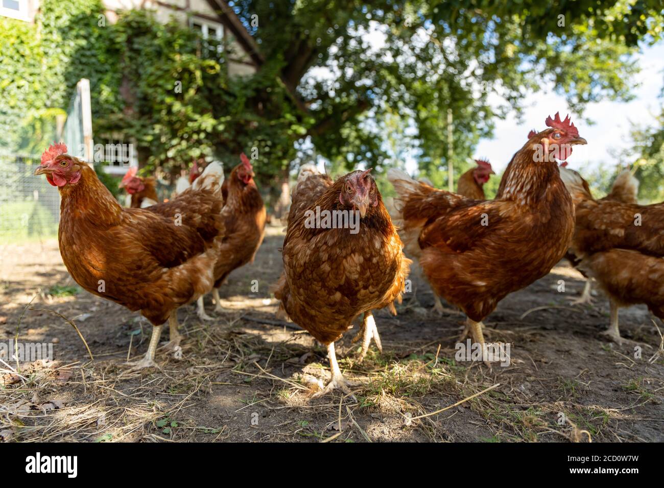 Free range organic chickens poultry in a country farm, germany Stock ...