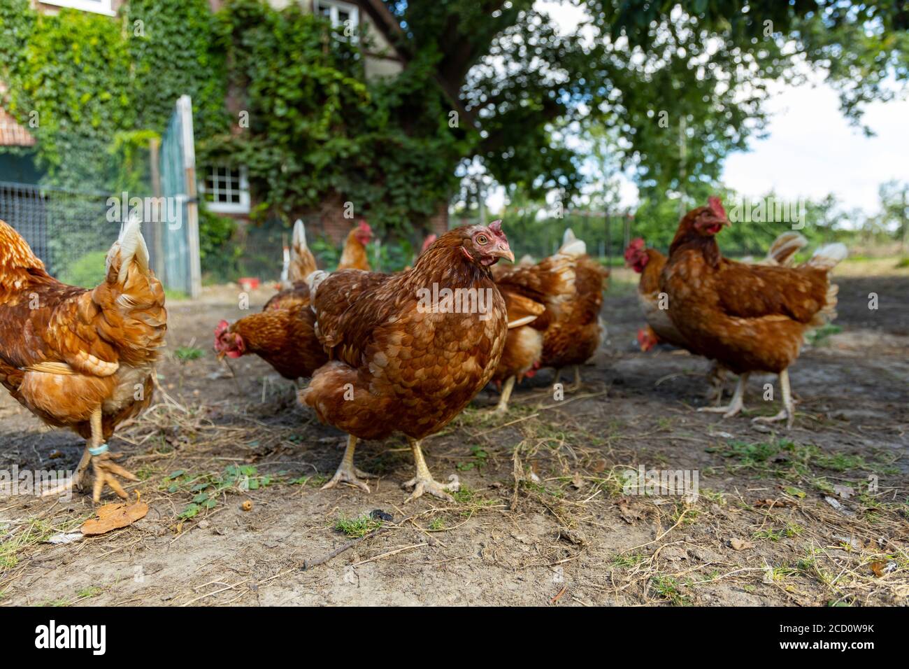 Free range organic chickens poultry in a country farm, germany Stock ...