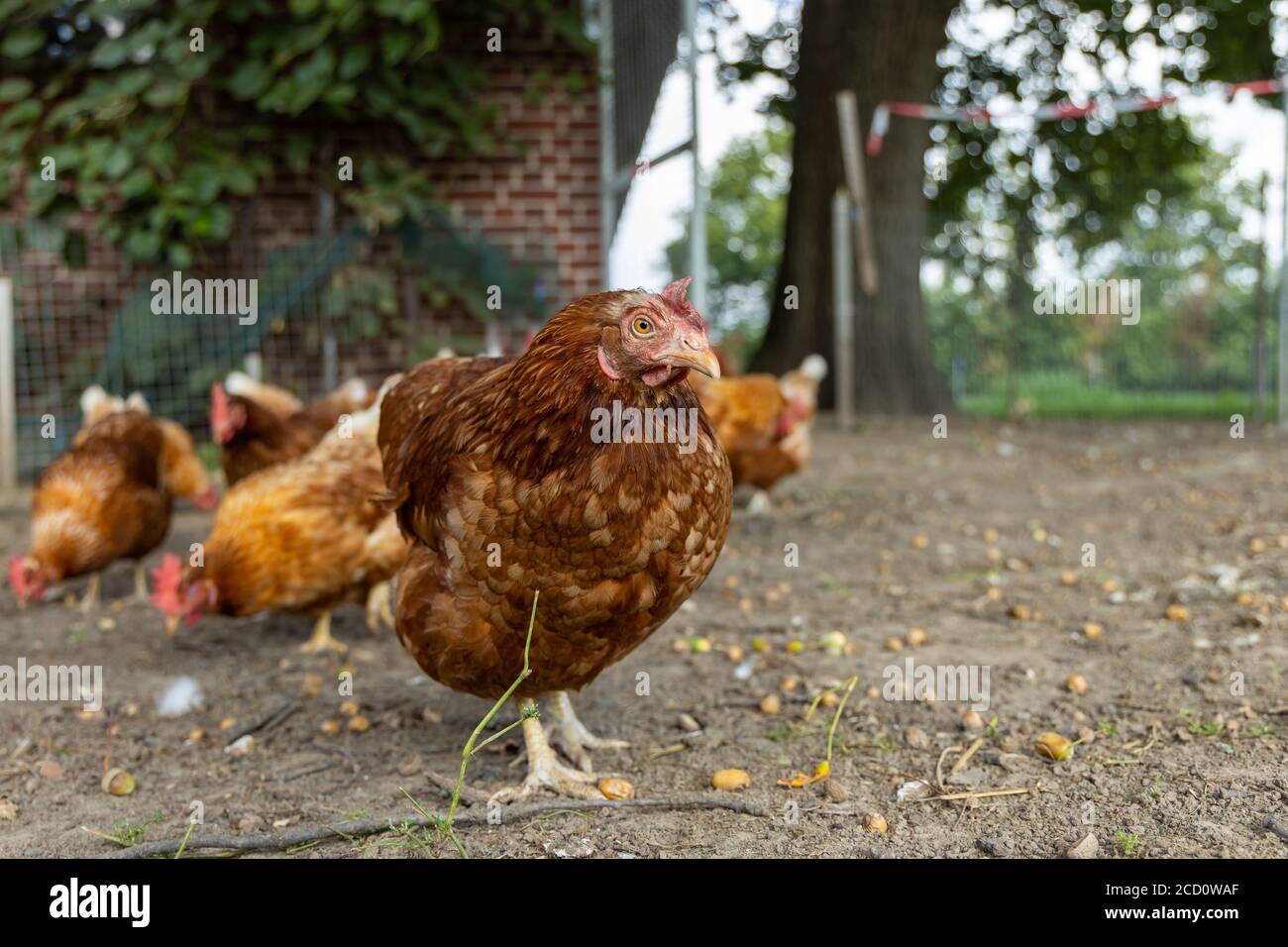 Free range organic chickens poultry in a country farm, germany Stock ...