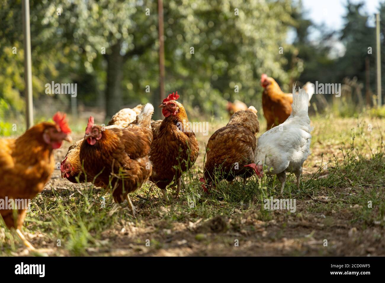 Free range organic chickens poultry in a country farm, germany Stock ...