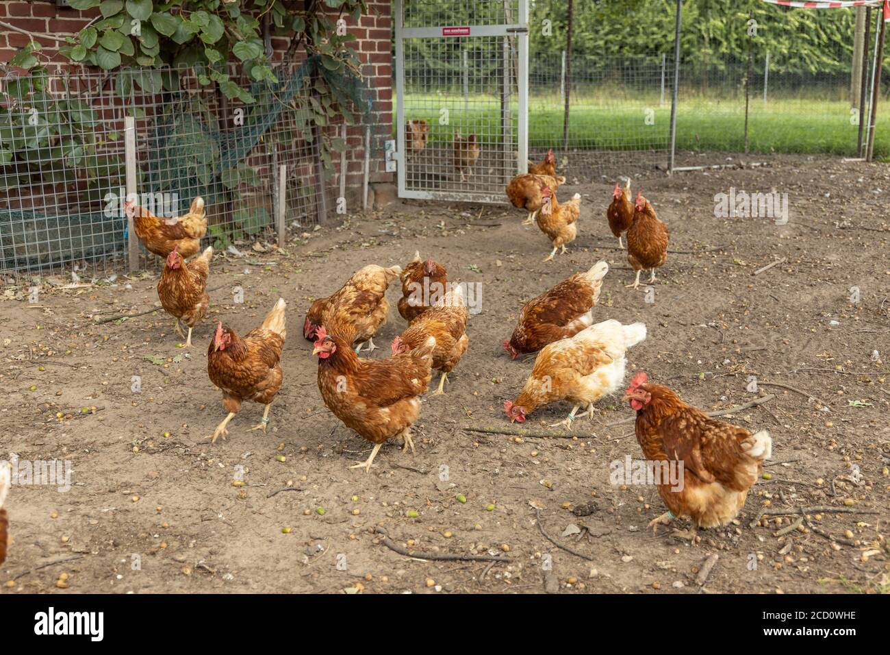 Free range organic chickens poultry in a country farm, germany Stock ...