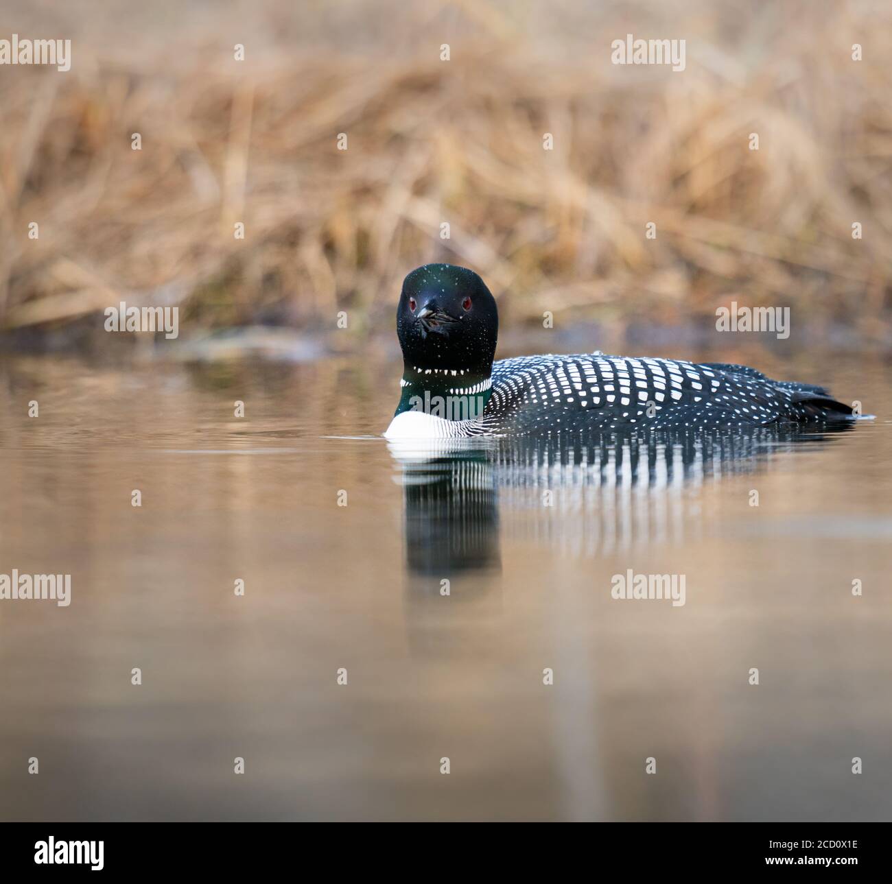 Loon in the wild Stock Photo - Alamy