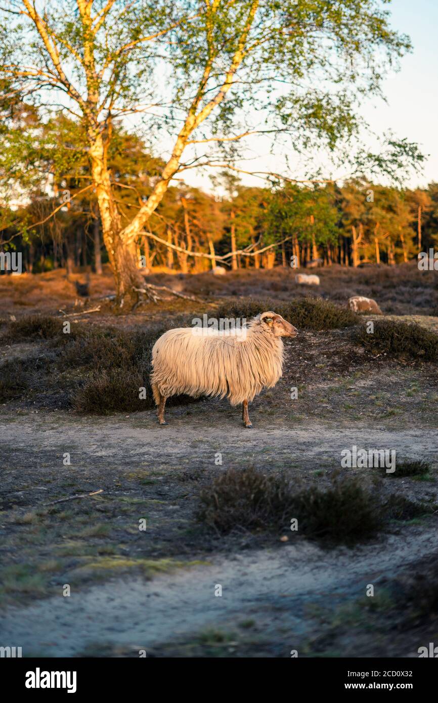 Lone sheep hi-res stock photography and images - Alamy