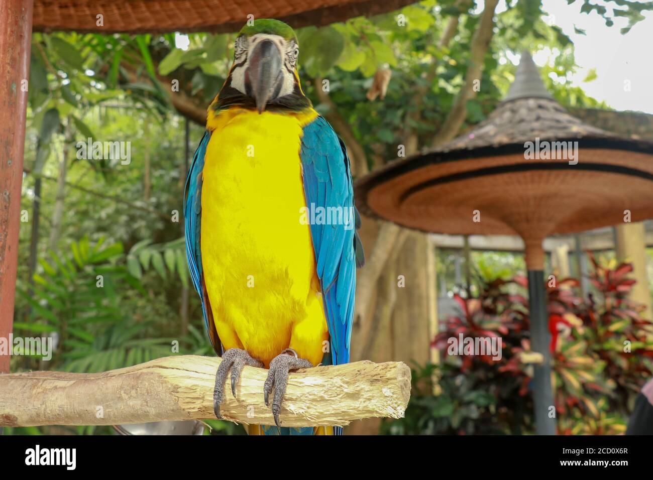 Blue and yellow macaw Ara ararauna close-up. Ara Glaucogularis Stock Photo - Alamy