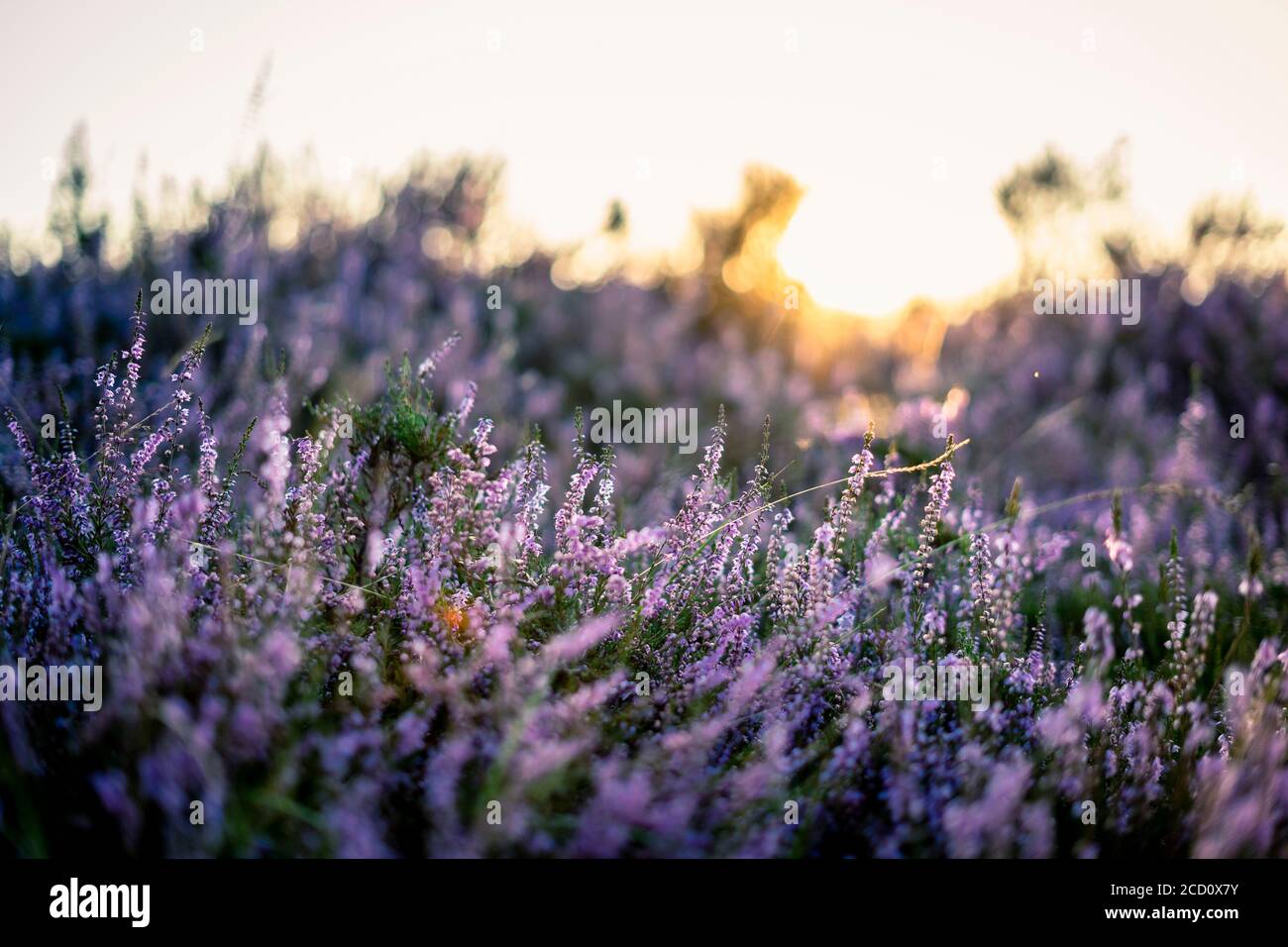 Golden hour heather hi-res stock photography and images - Alamy