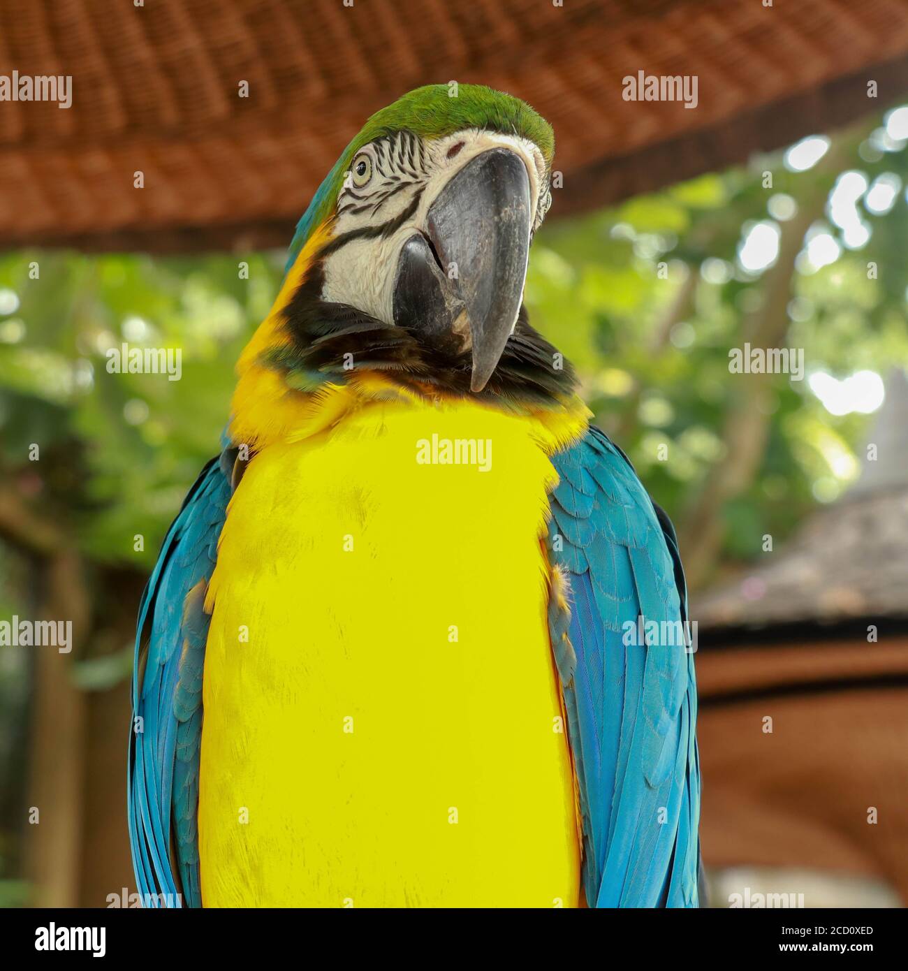 Blue and yellow macaw Ara ararauna close-up. Ara Glaucogularis Stock Photo - Alamy