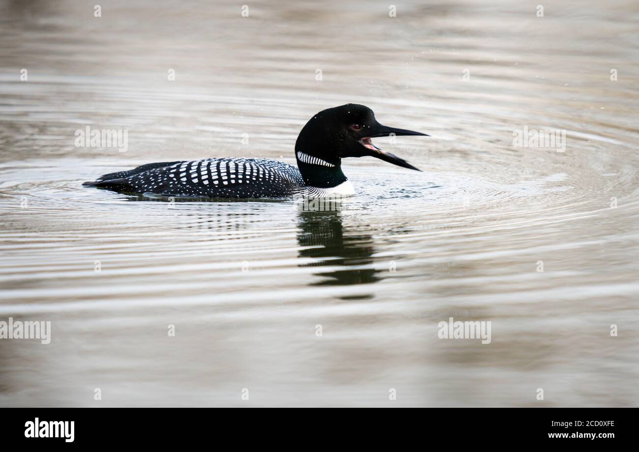 Canadian loon in the wild Stock Photo - Alamy