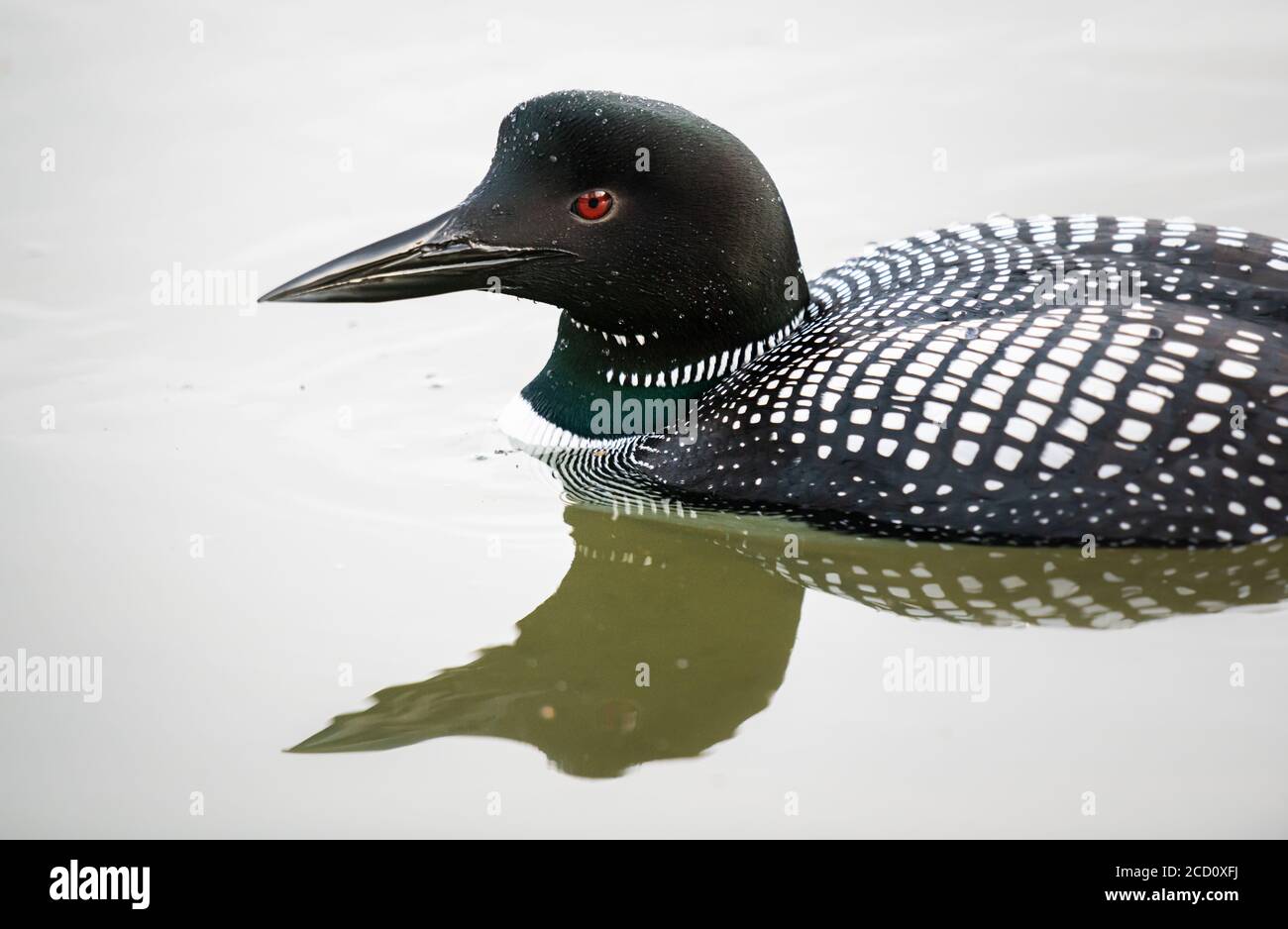 Canadian loon in the wild Stock Photo - Alamy