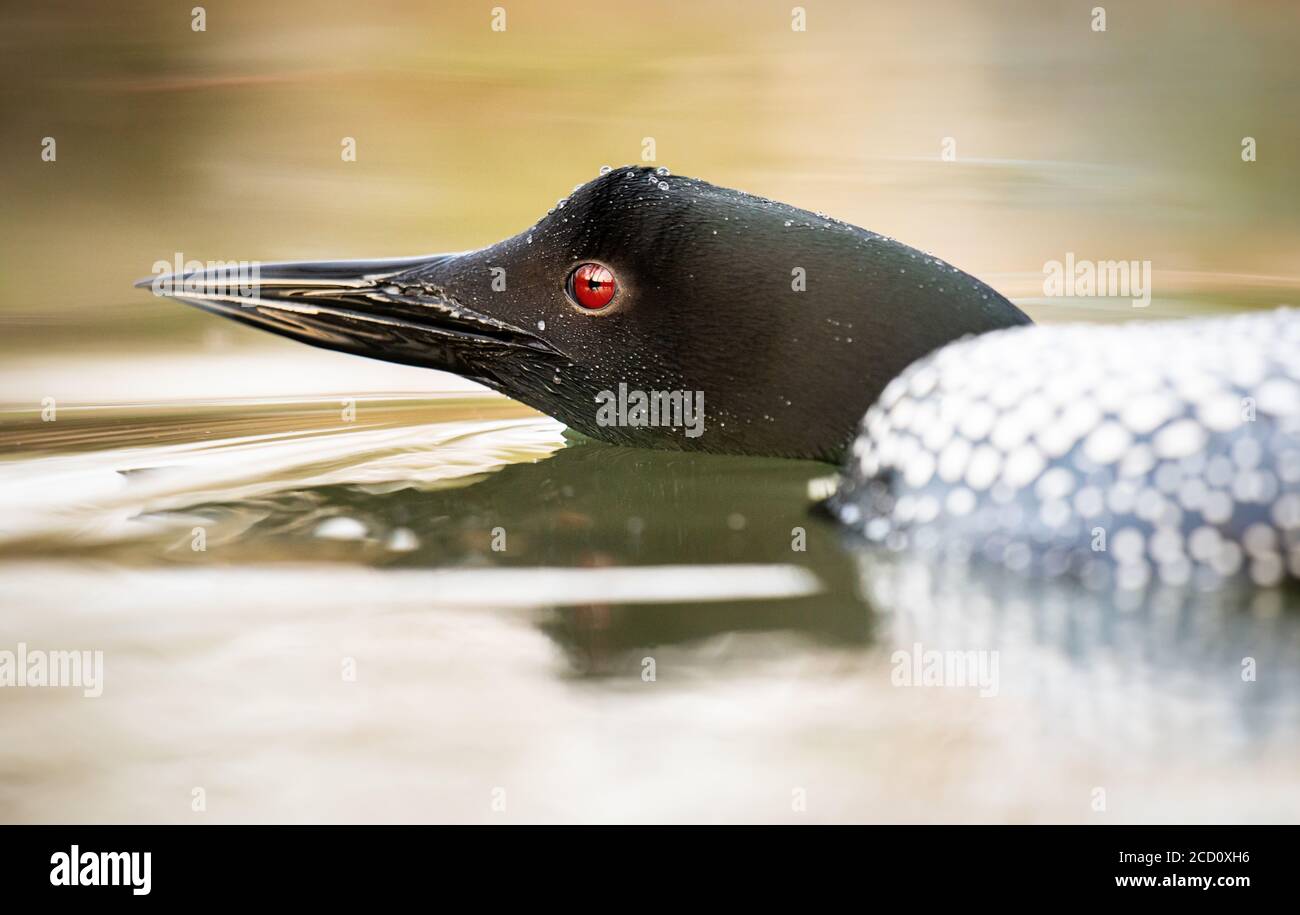 Canadian loon in the wild Stock Photo - Alamy