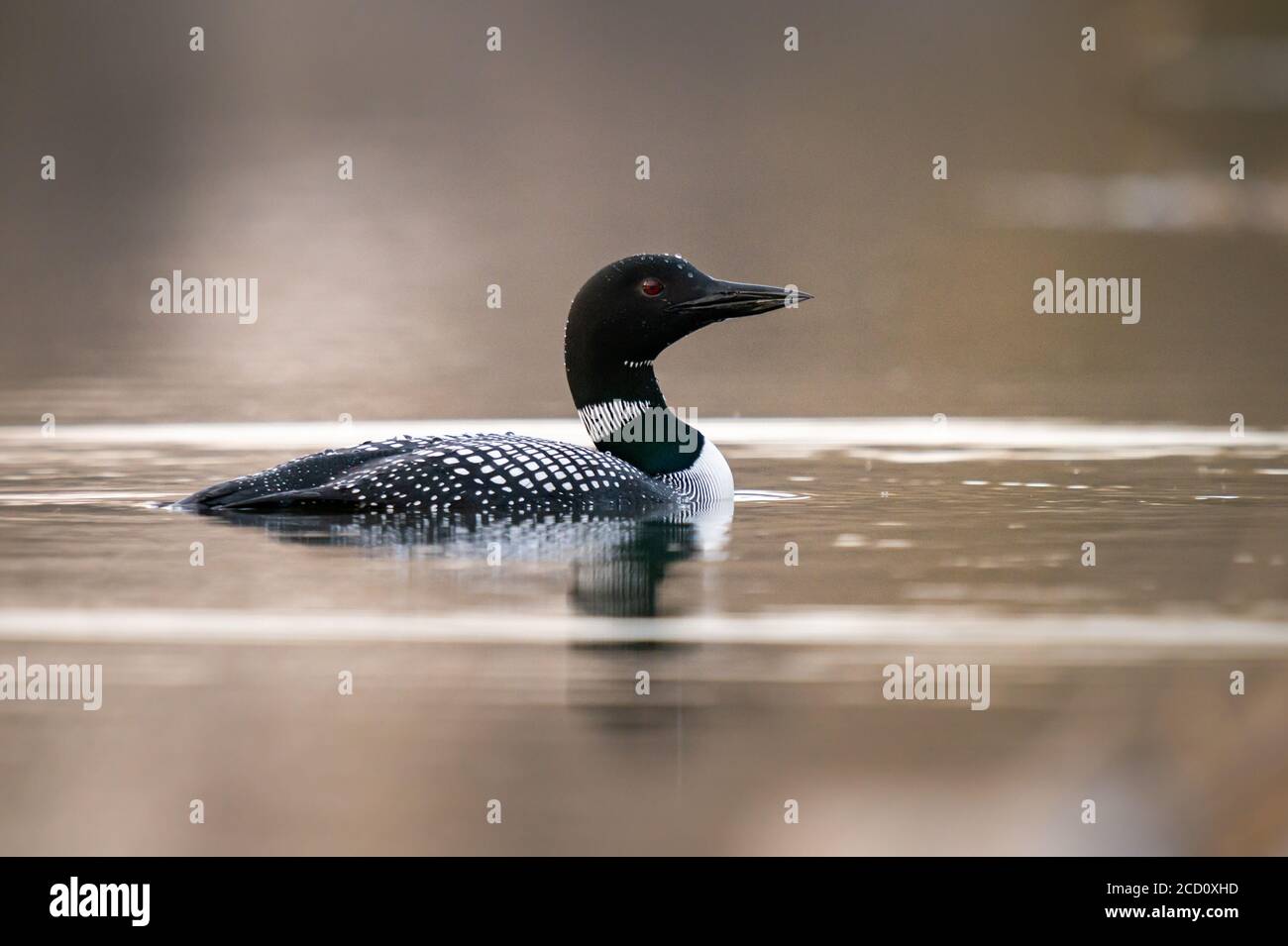 Canadian loon in the wild Stock Photo - Alamy