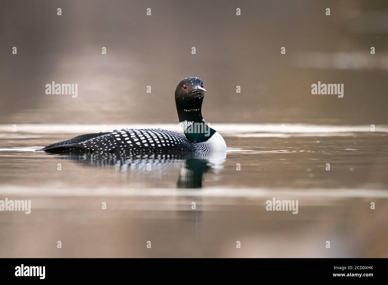 Canadian loon in the wild Stock Photo - Alamy