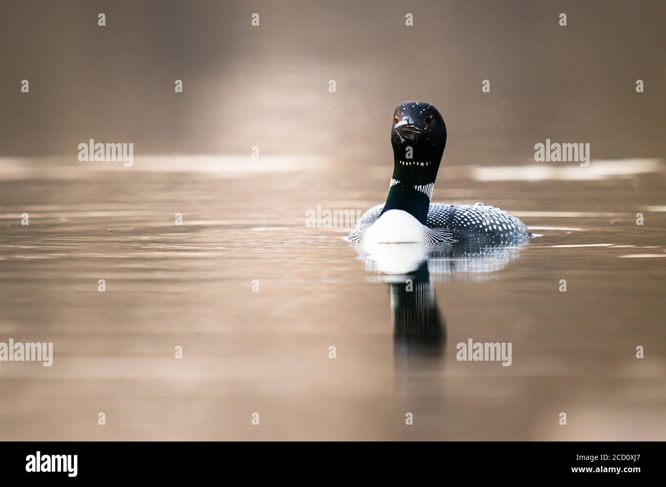 Canadian loon in the wild Stock Photo - Alamy