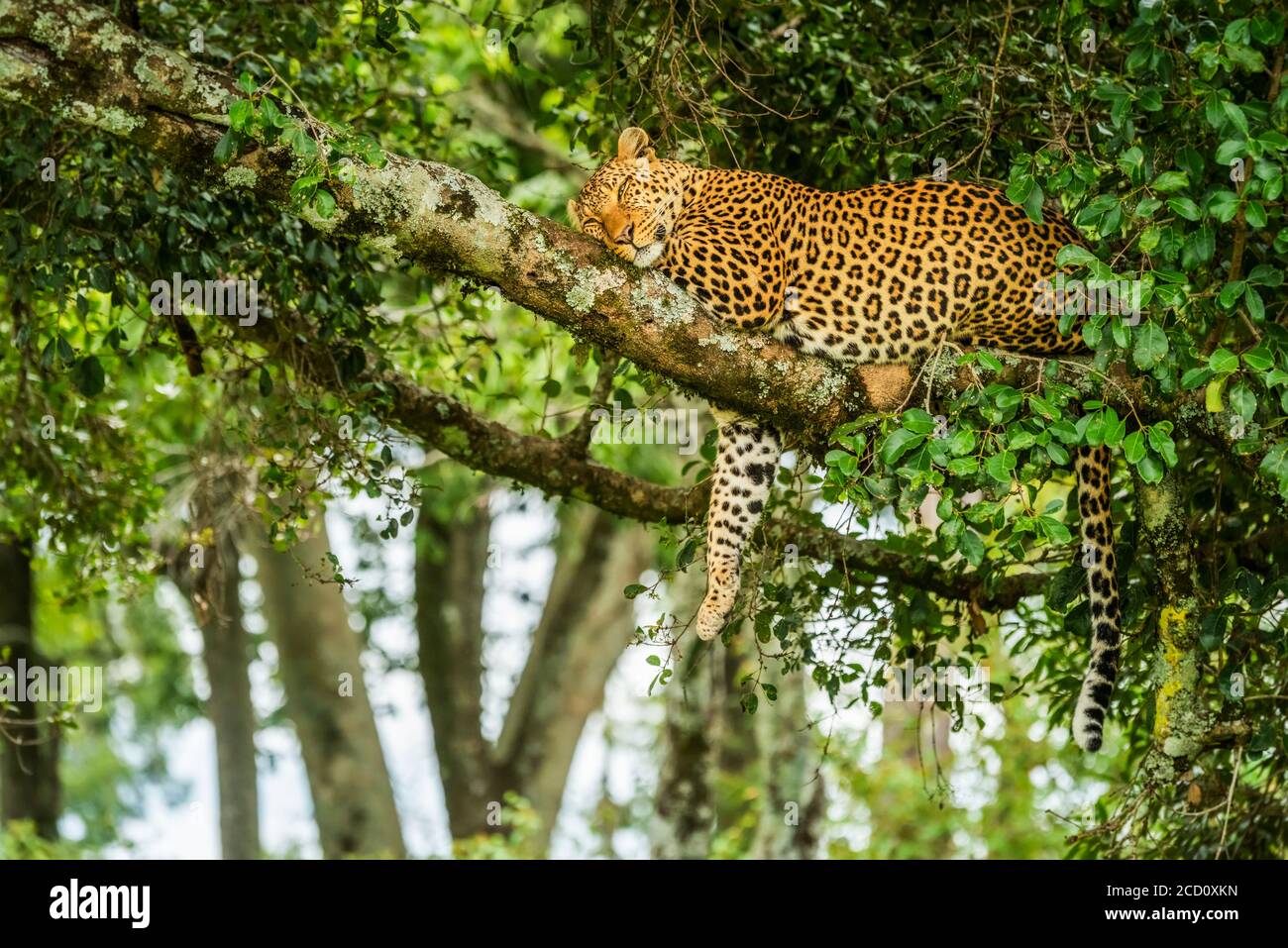 Leopard asleep in tree hi-res stock photography and images - Alamy