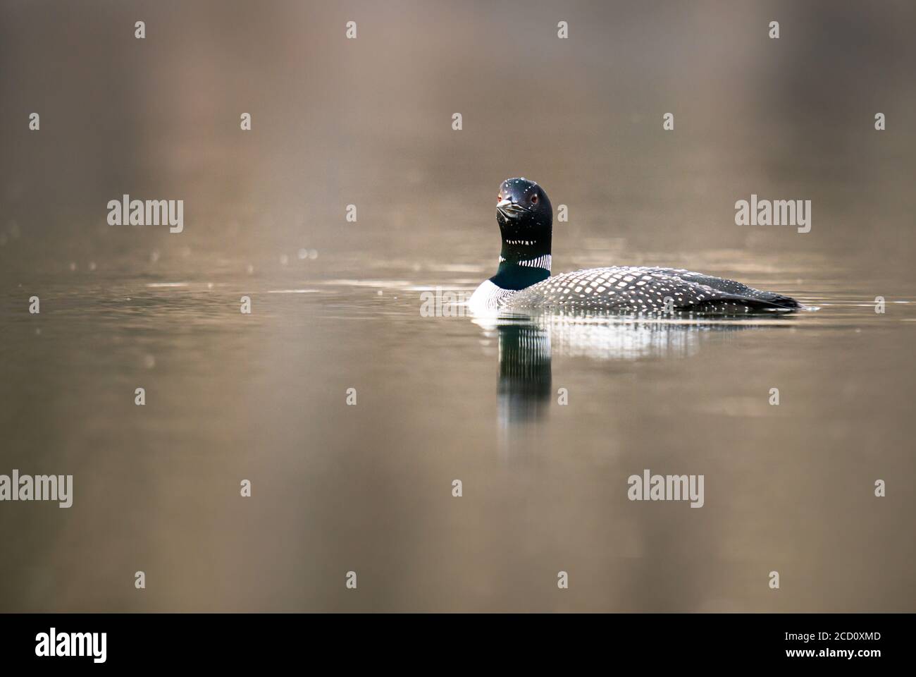 Canadian loon in the wild Stock Photo - Alamy