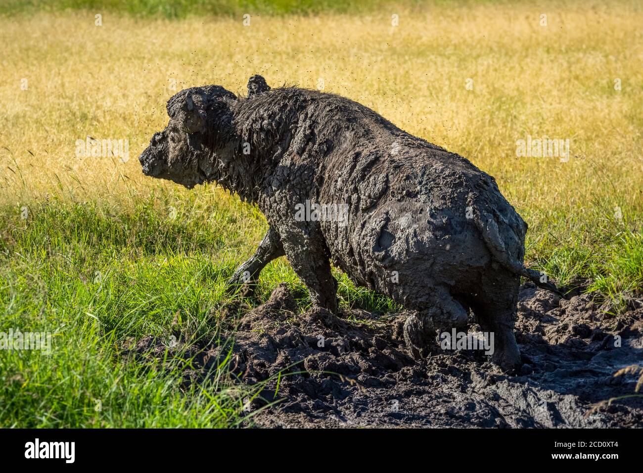 Buffalo wallow hi-res stock photography and images - Alamy