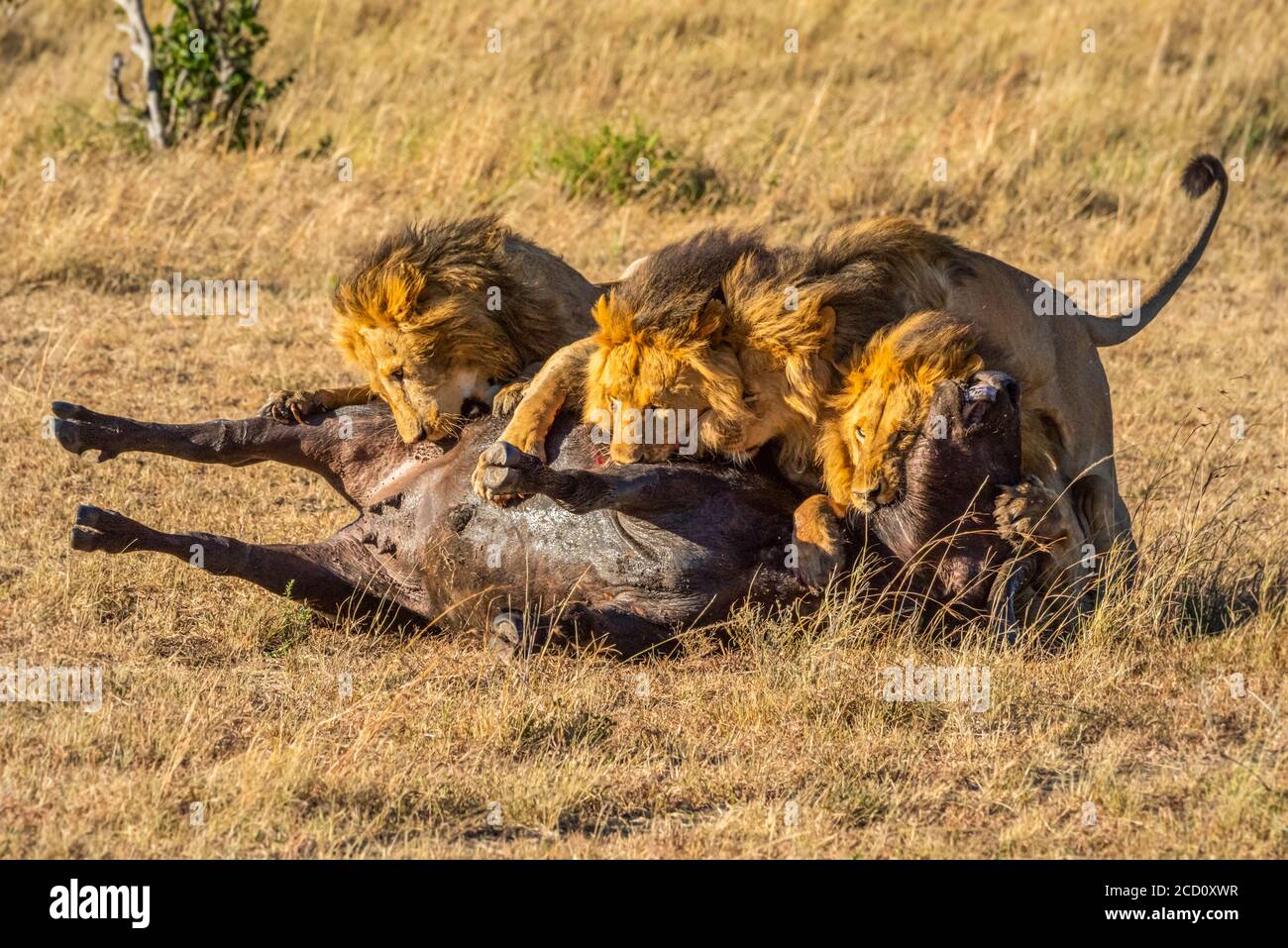 Dead buffalo hi-res stock photography and images - Alamy