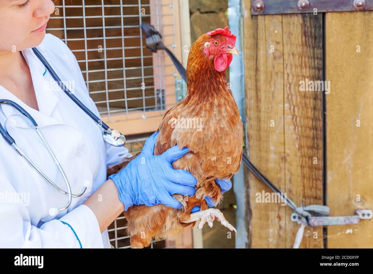 Happy young veterinarian woman with stethoscope holding and examining ...