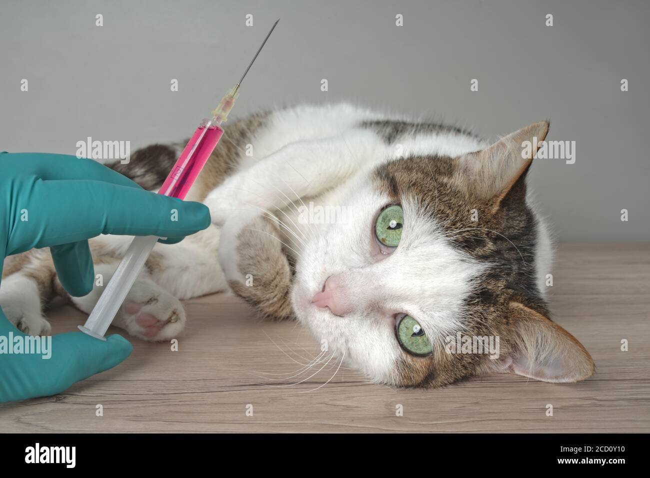 Old tabby cat becomes a injection from a veterinarian Stock Photo - Alamy