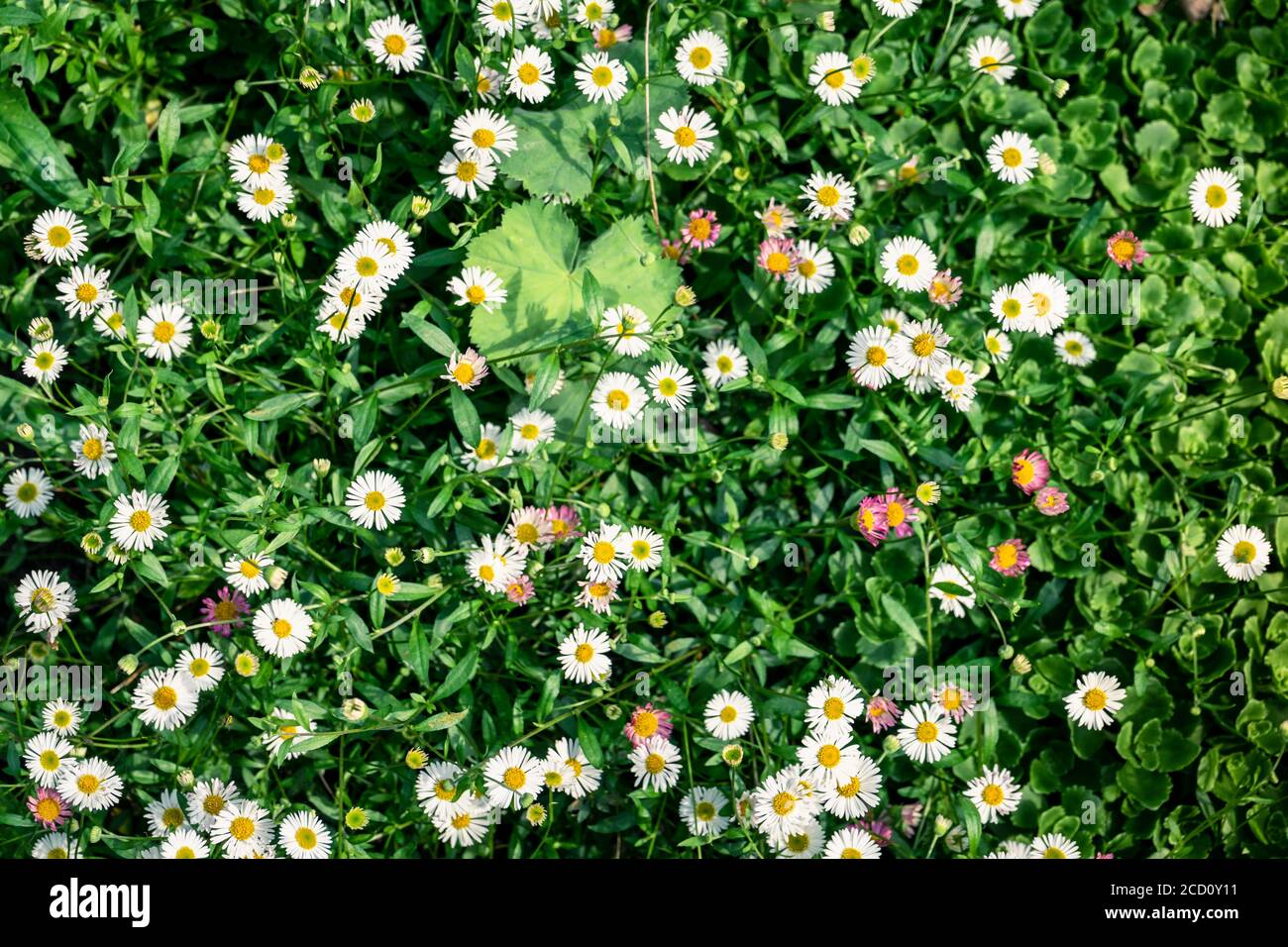 Common daisy growing hi-res stock photography and images - Alamy