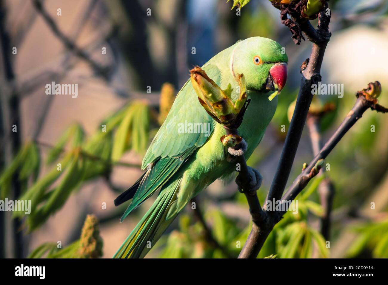 Indian ringneck hi-res stock photography and images - Alamy