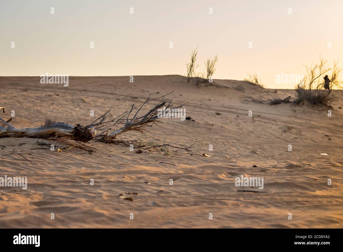 Dubai desert during golden hour Stock Photo - Alamy