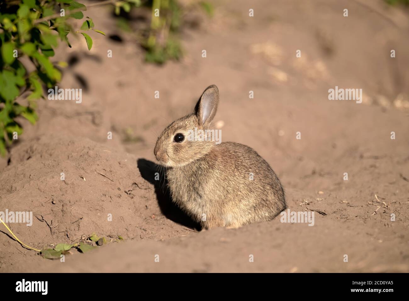 Rabbit and baby High Resolution Stock Photography and Images - Alamy