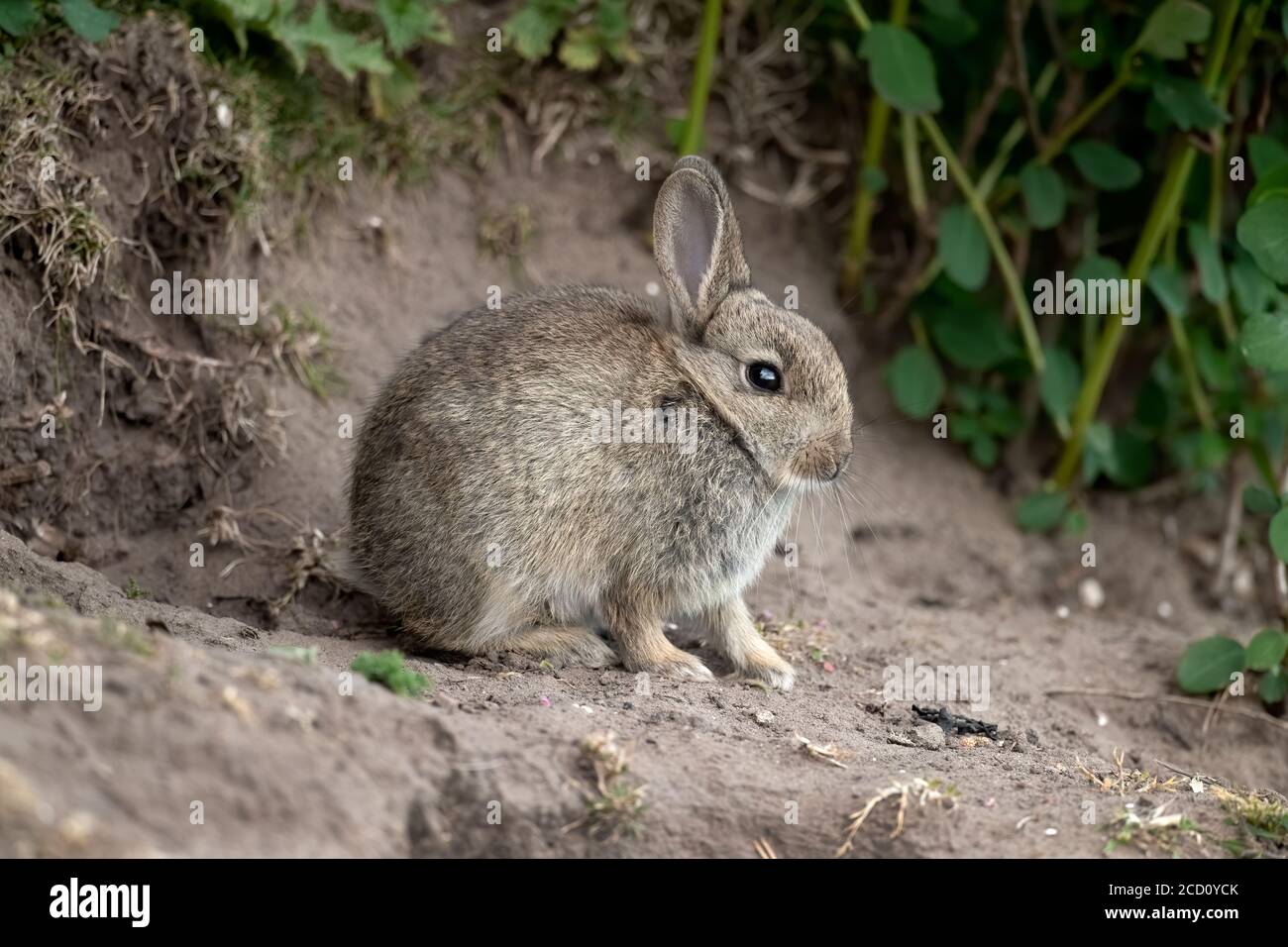 Rabbit sand hi-res stock photography and images - Alamy