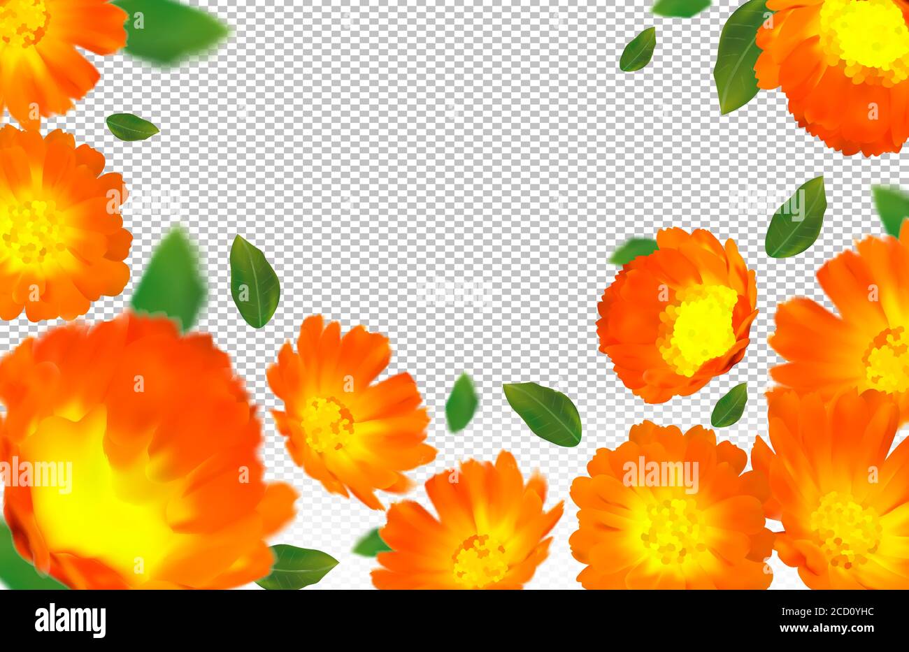 3d realistic calendula on transparent background. Flower marigold close ...