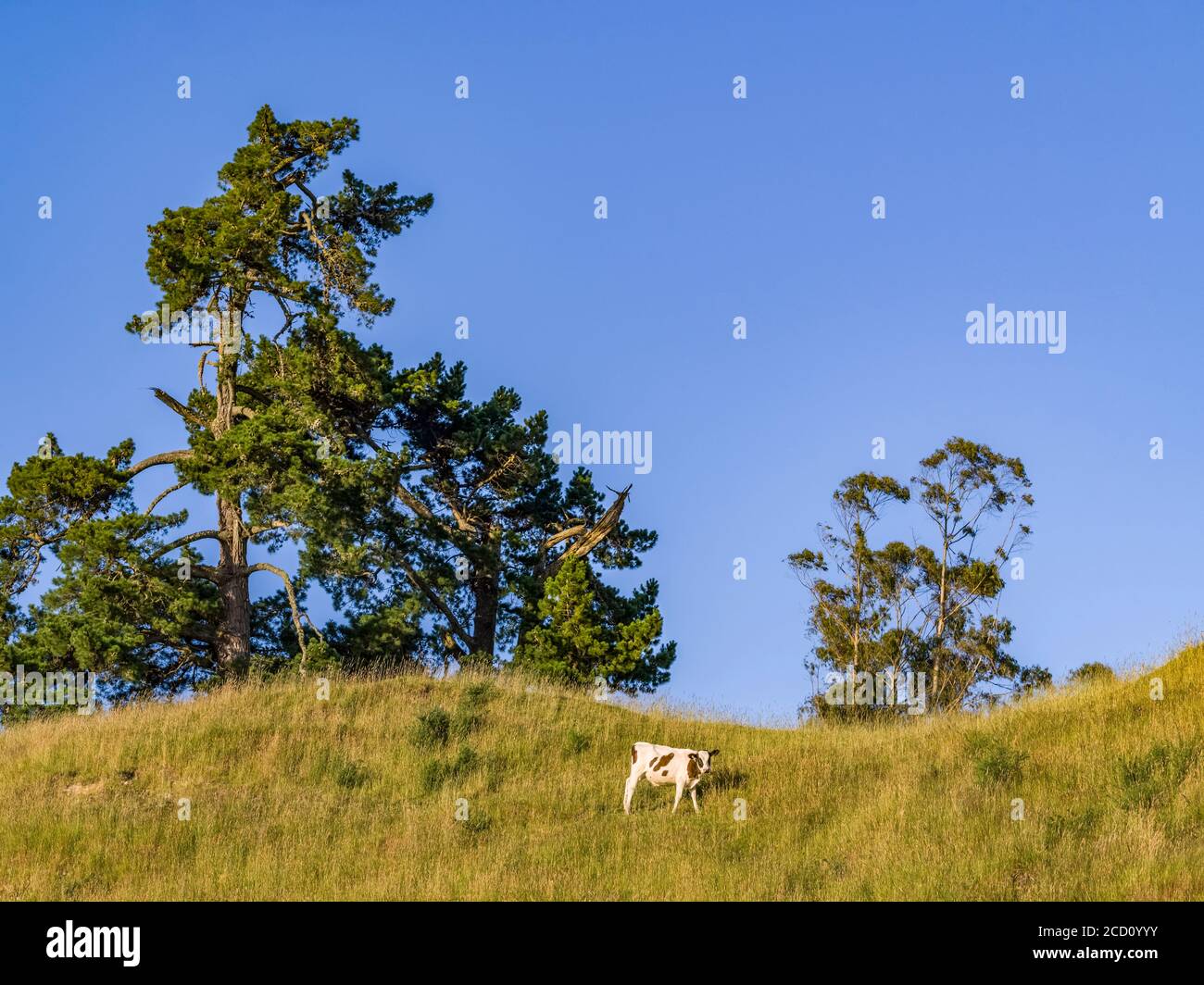 Blue grey cattle hi-res stock photography and images - Alamy