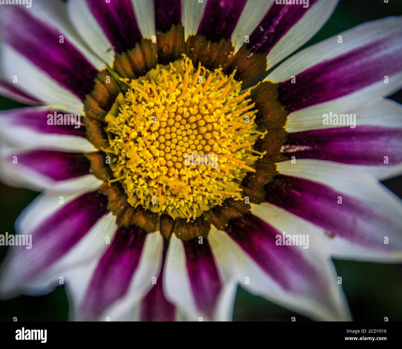 Flowers up close Stock Photo - Alamy