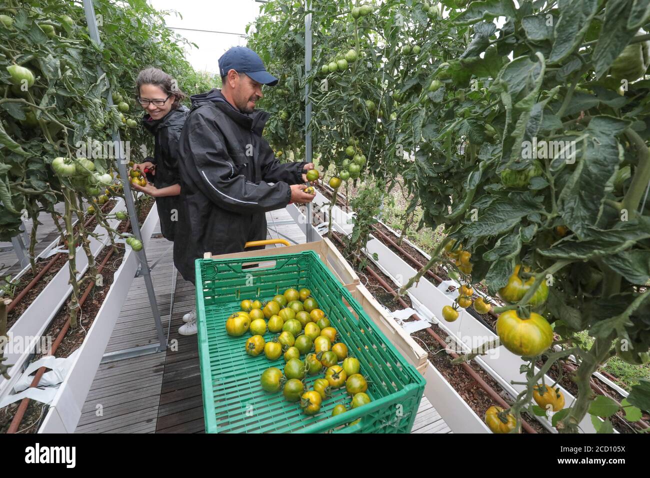 Farmer picking vegetables hi-res stock photography and images - Alamy