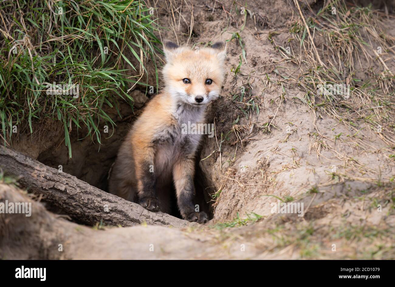 Red fox kit in the wild Stock Photo - Alamy