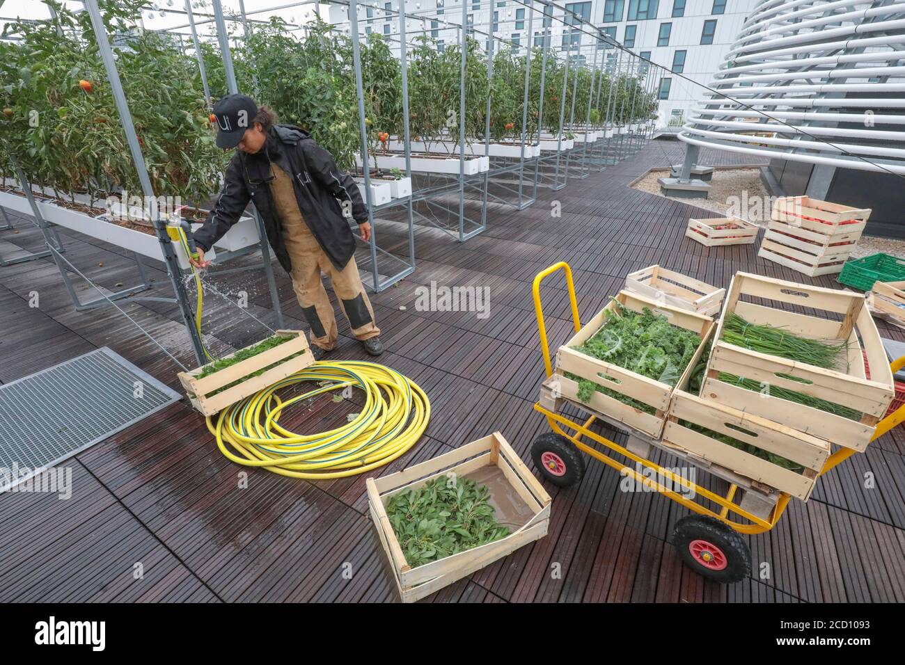 PICKING UP VEGETABLES AT PARIS URBAN FARM Stock Photo - Alamy