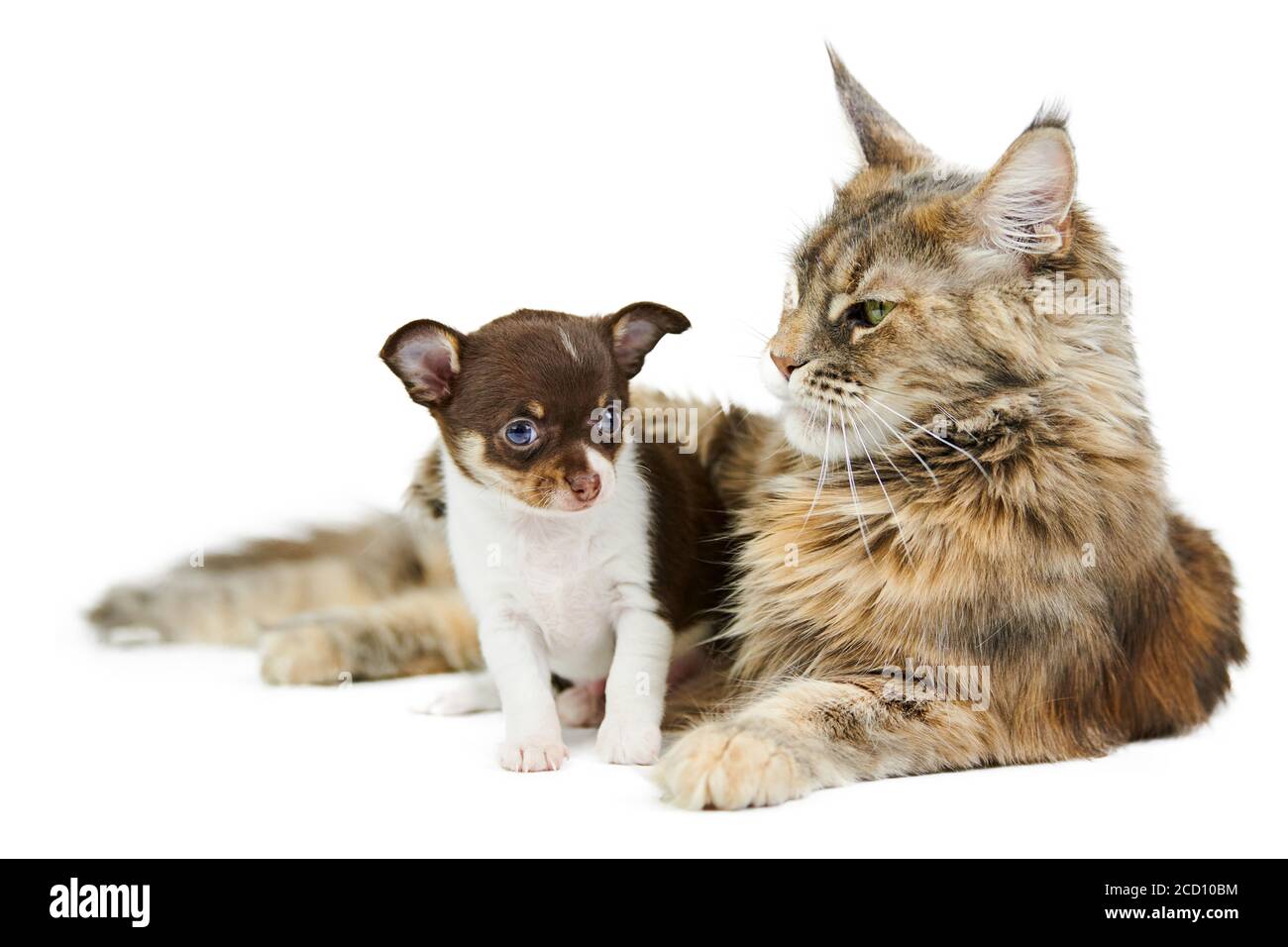 Maine coon cat and Chihuahua puppy, isolated. Little cute dog and cute ...
